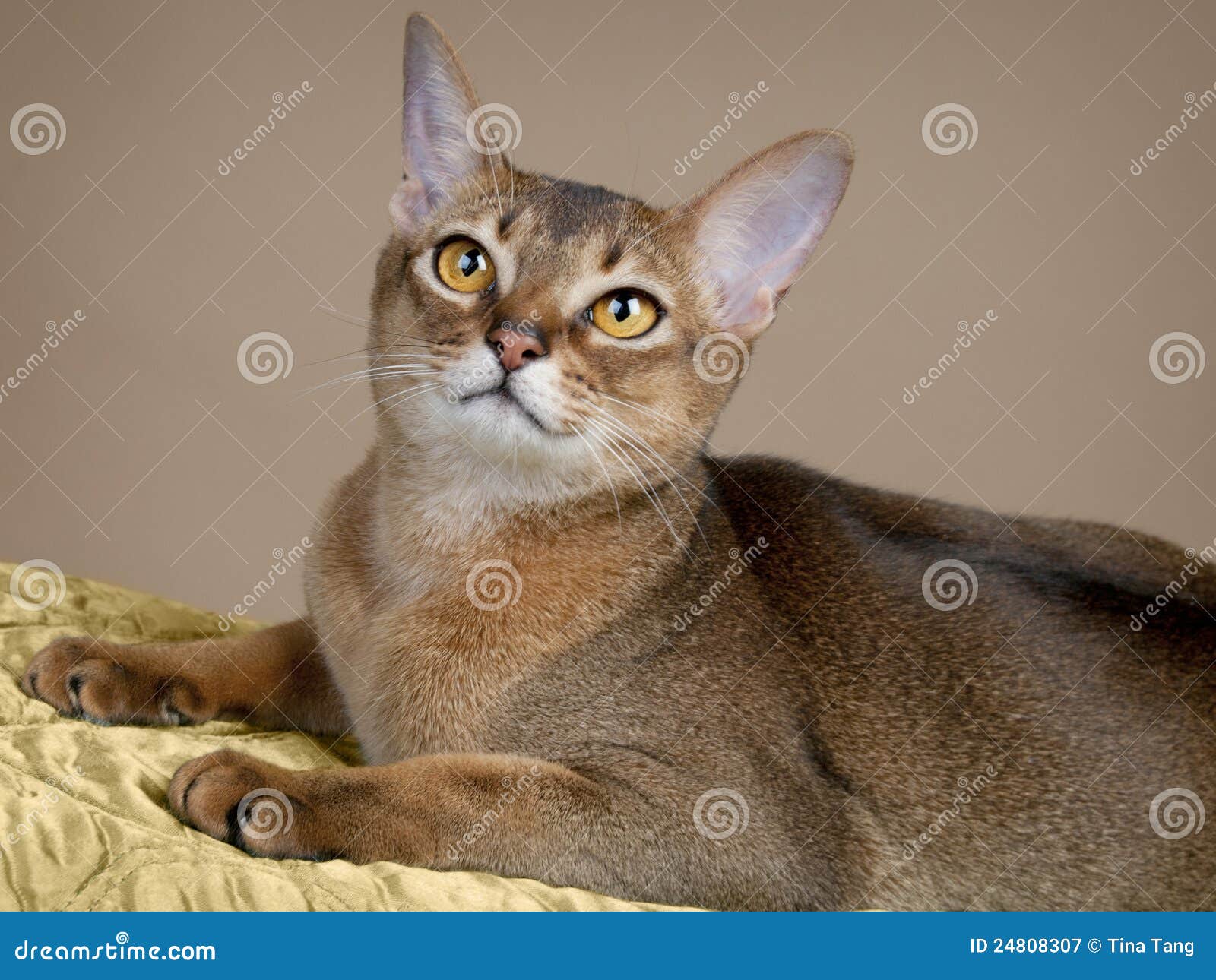 Gorgeous Female Abysssinian Cat Stock Image - Image of coat, gold: 24808307