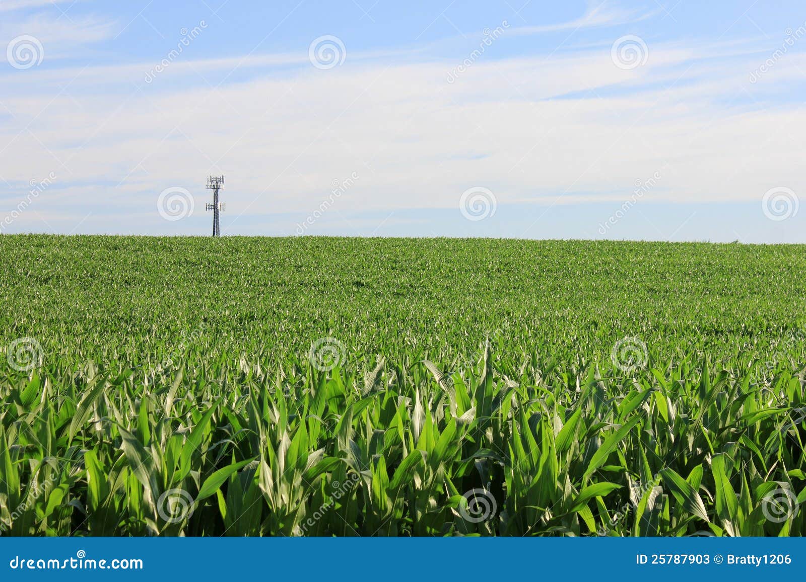 Gorgeous Field of Healthy Corn Crop Stock Image - Image of countryside ...