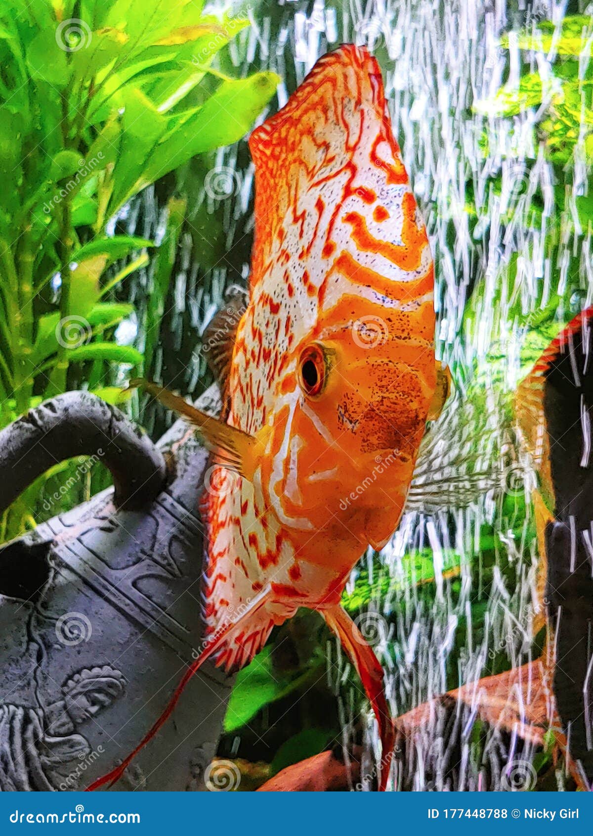 Gorgeous Fish Looking at Camera Posing for Photo Stock Photo - Image of ...