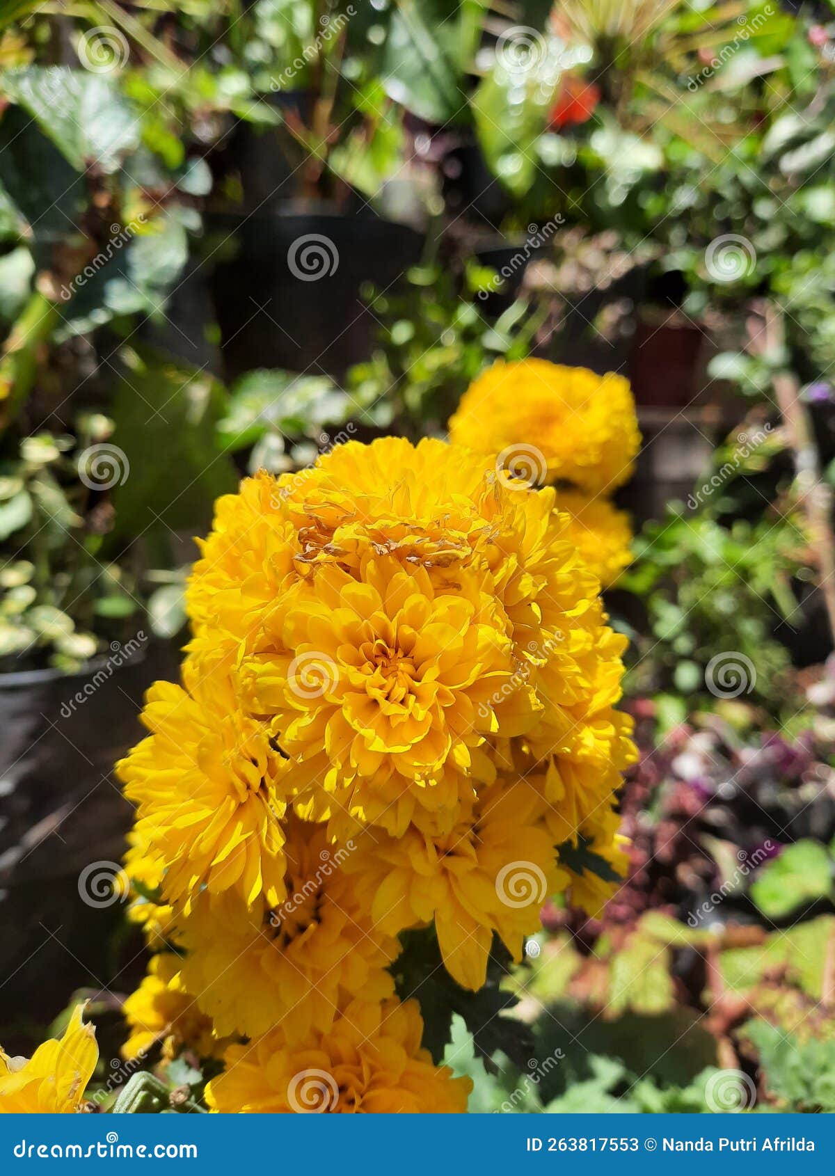 Gorgeous Flowers. Beautiful Color Stock Image - Image of yellow, green ...