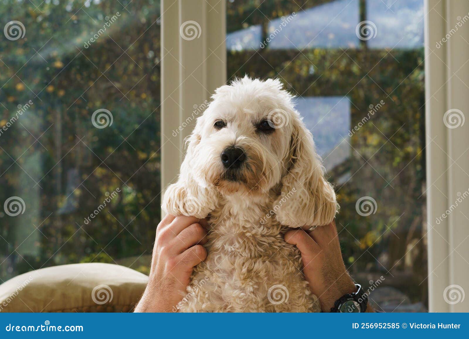 Cockapoo Female Pet Dog Looking at Camera Stock Image - Image of people ...