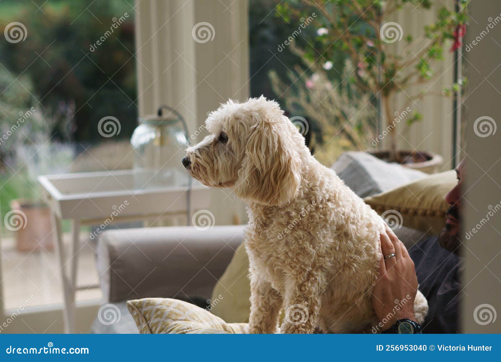 Cockapoo Female Pet Dog Looking at Camera Stock Photo - Image of ...