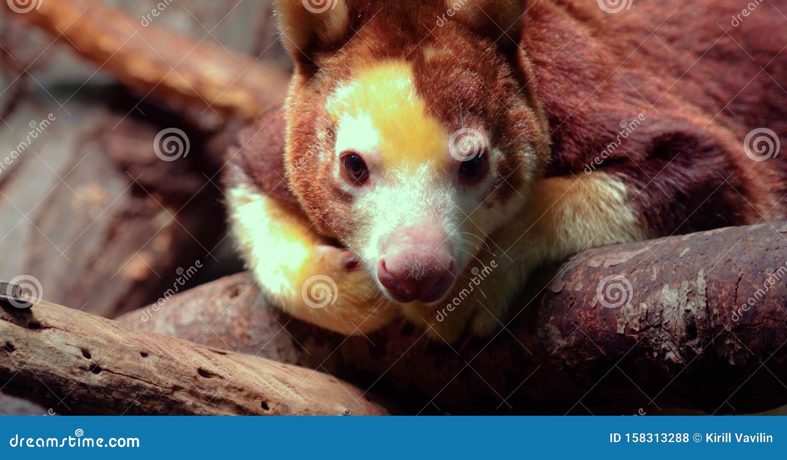 Gorgeous Fox in Nature at the Zoo. Stock Photo - Image of land, foxes ...