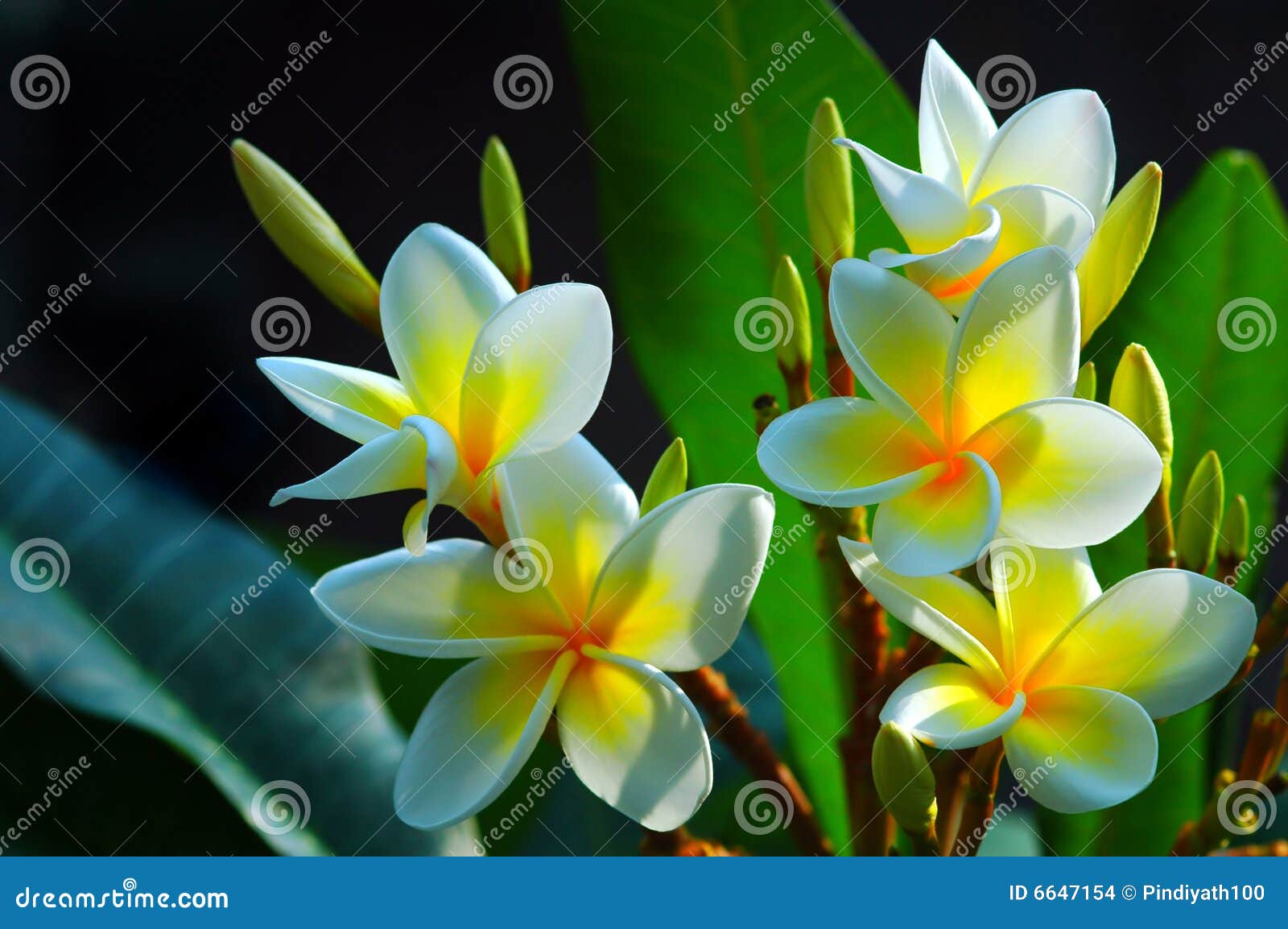 Gorgeous Frangipani Flowers Stock Photo - Image of plumiera, botanical ...