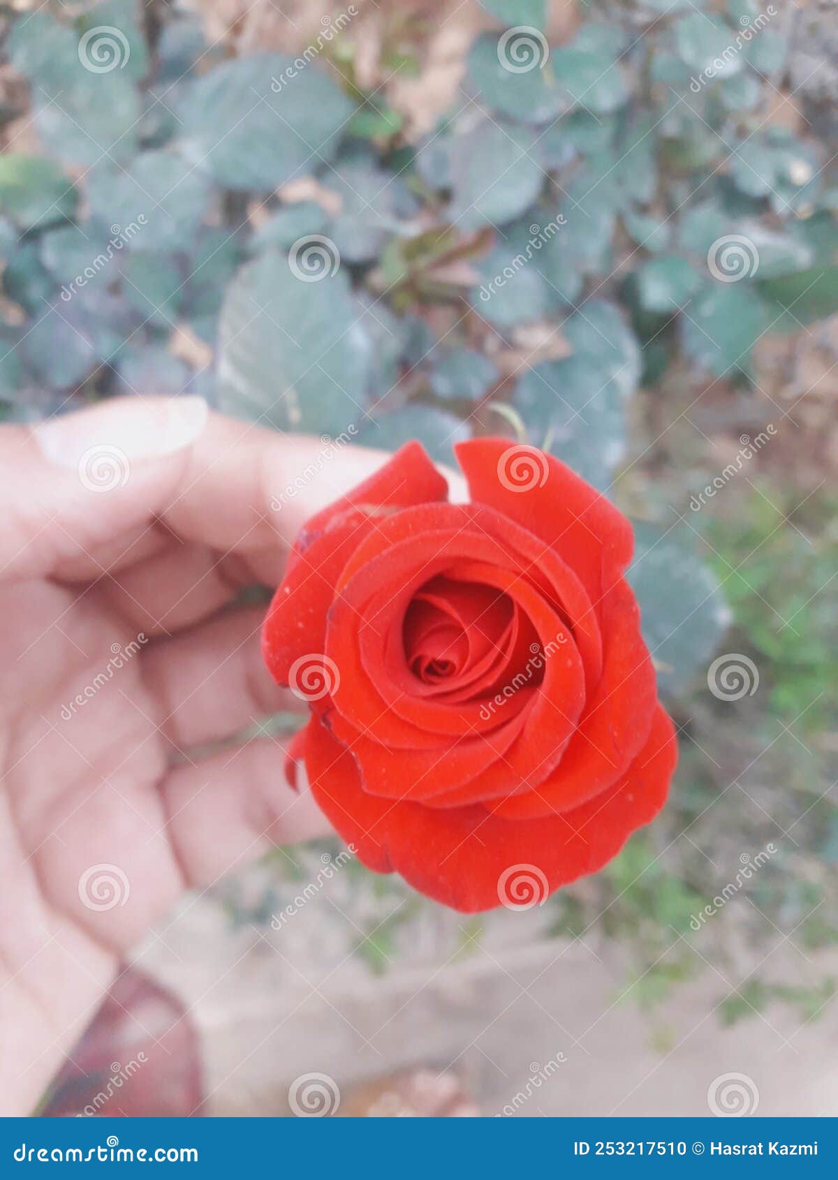 Gorgeous Fresh Red Rose ðŸŒ¹ Stock Photo - Image of pink, full: 253217510