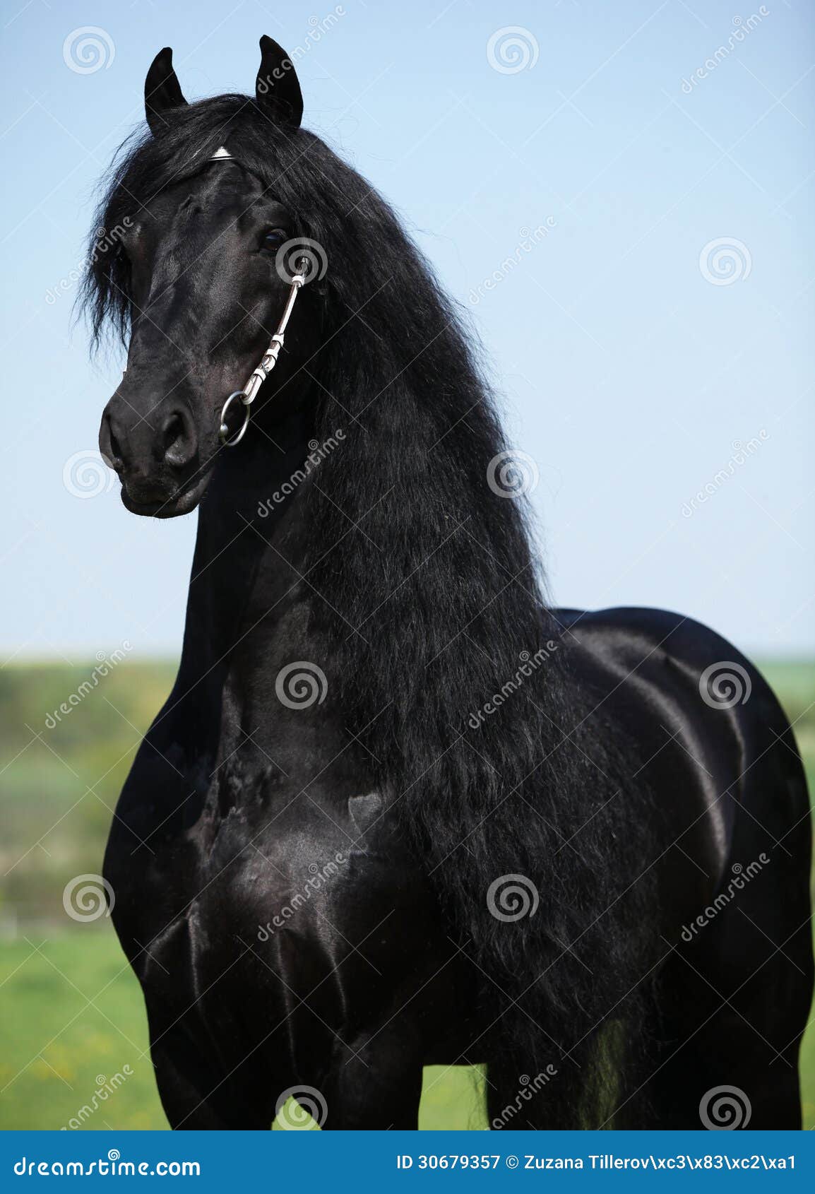 Gorgeous Friesian Stallion with Long Mane Stock Image - Image of ...