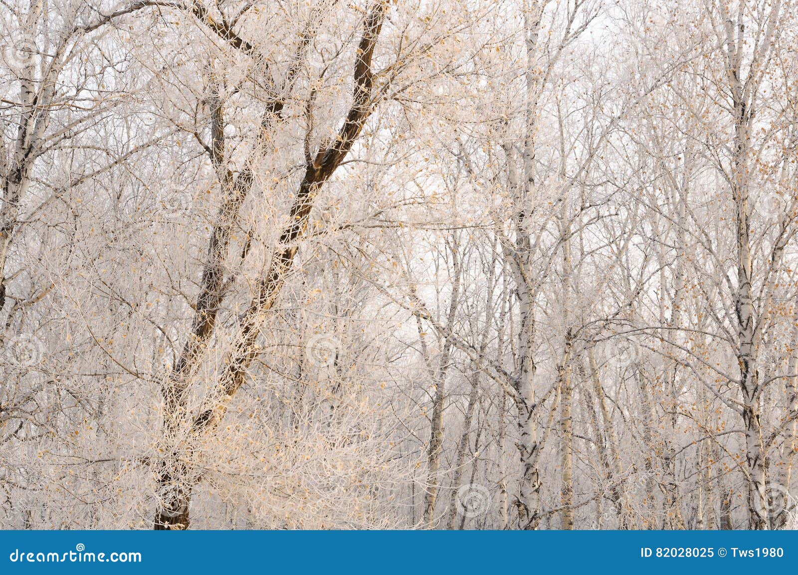 Gorgeous Frost on the Trees Stock Image - Image of spruce, outdoors ...
