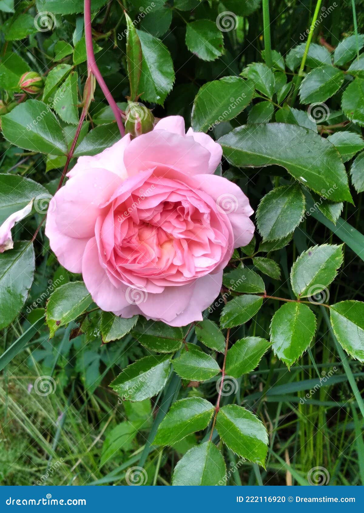 Gorgeous full pink rose stock photo. Image of rose, fullpink - 222116920