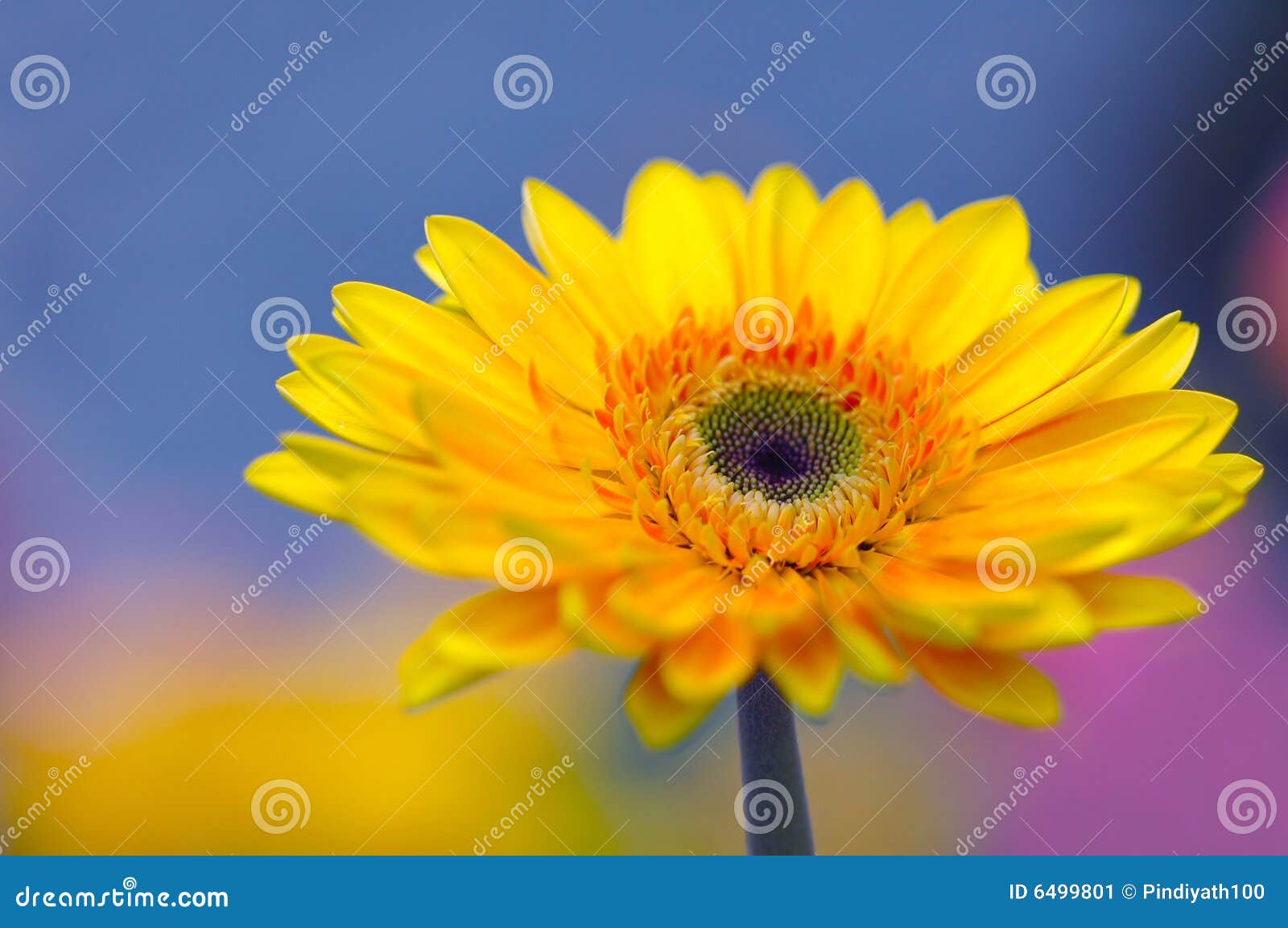 Gorgeous Gerbera stock image. Image of colour, color, botany - 6499801