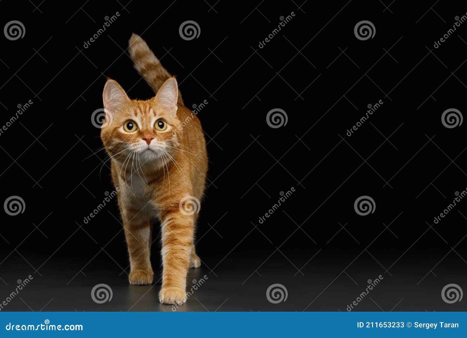 Gorgeous Ginger Cat On Isolated Black Background Stock Image Image Of