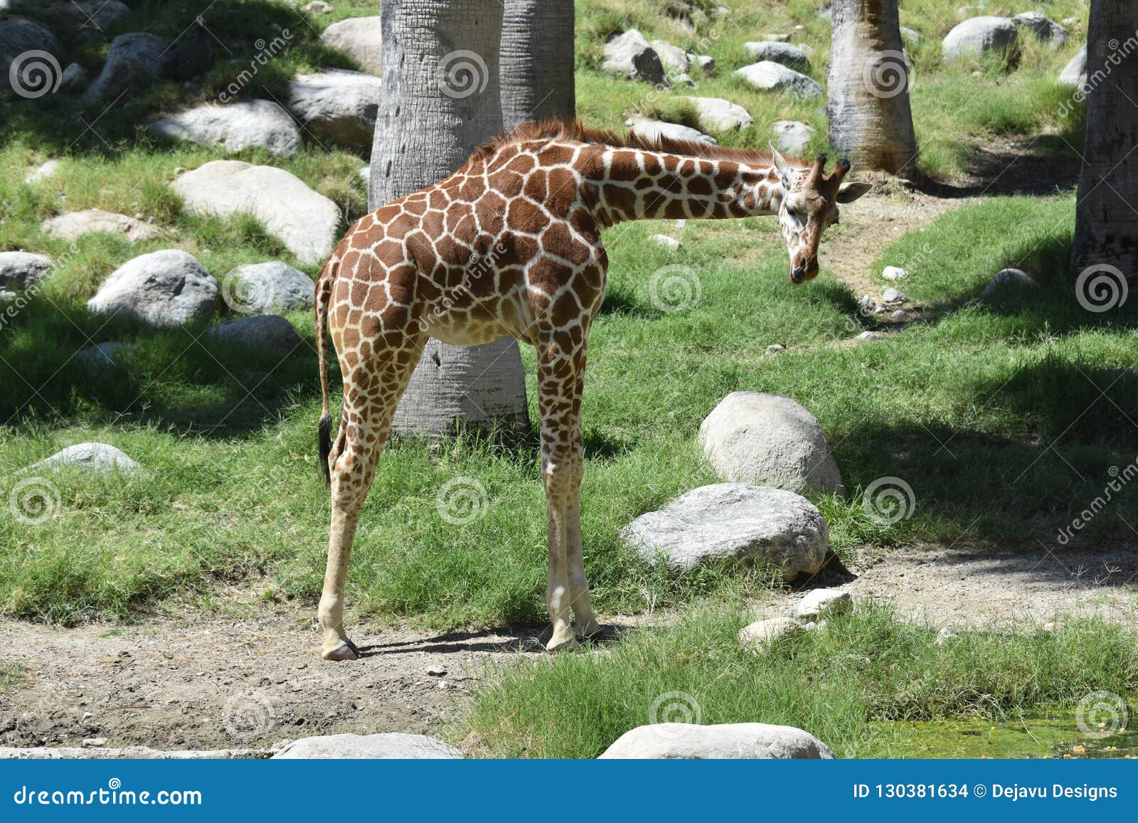 Gorgeous Giraffe in Interesting Pose Stock Photo - Image of pattern ...