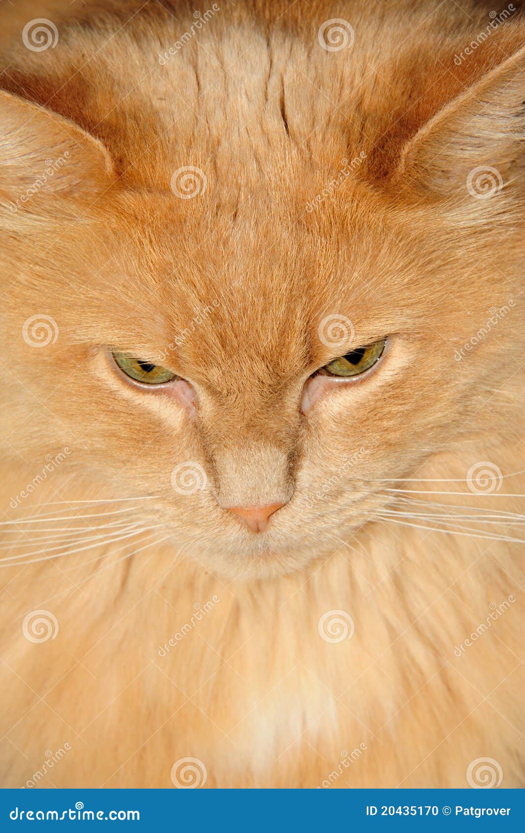 Gorgeous Golden Kitty stock photo. Image of serene, cute - 20435170