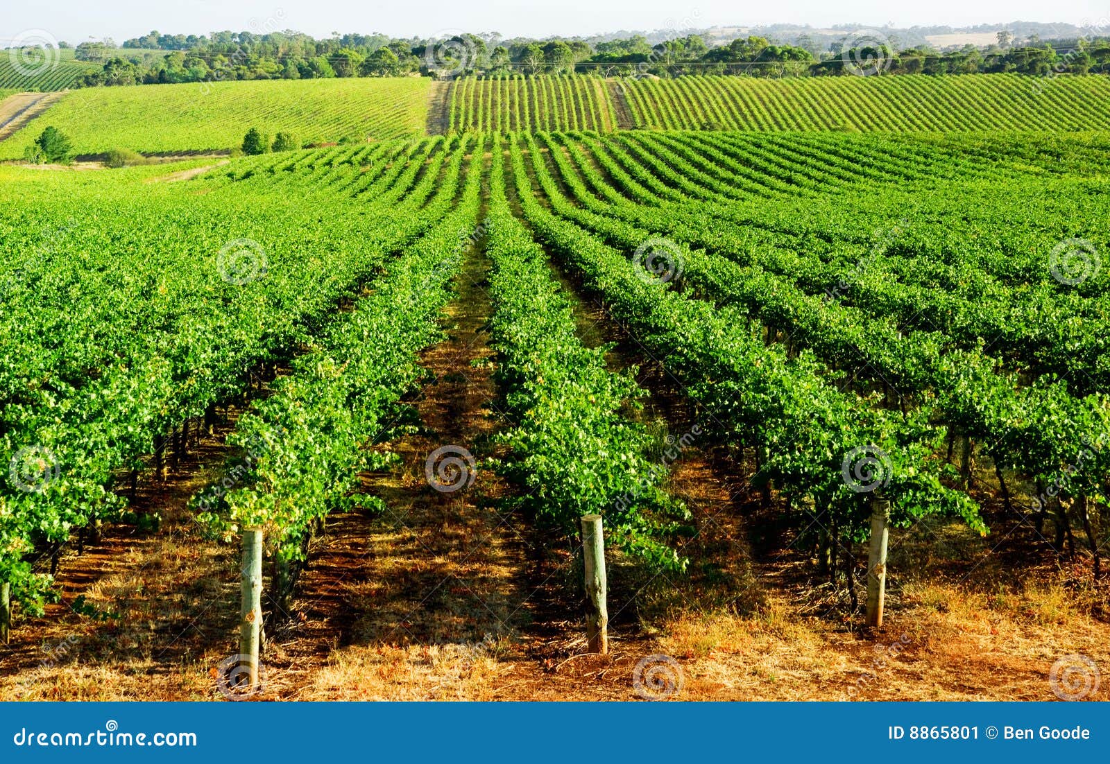 Gorgeous Green Vineyard stock image. Image of travel, australia - 8865801