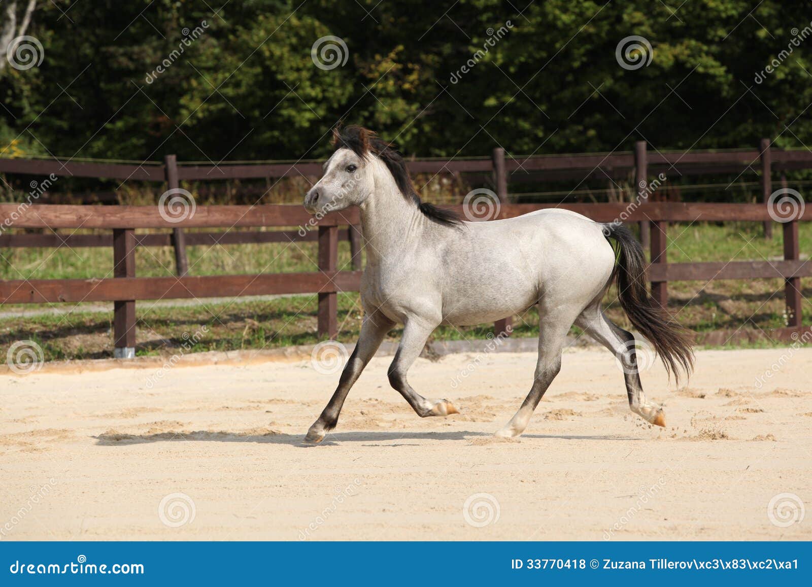 Gorgeous Grey Stallion Running Stock Photo - Image of speed, animal ...