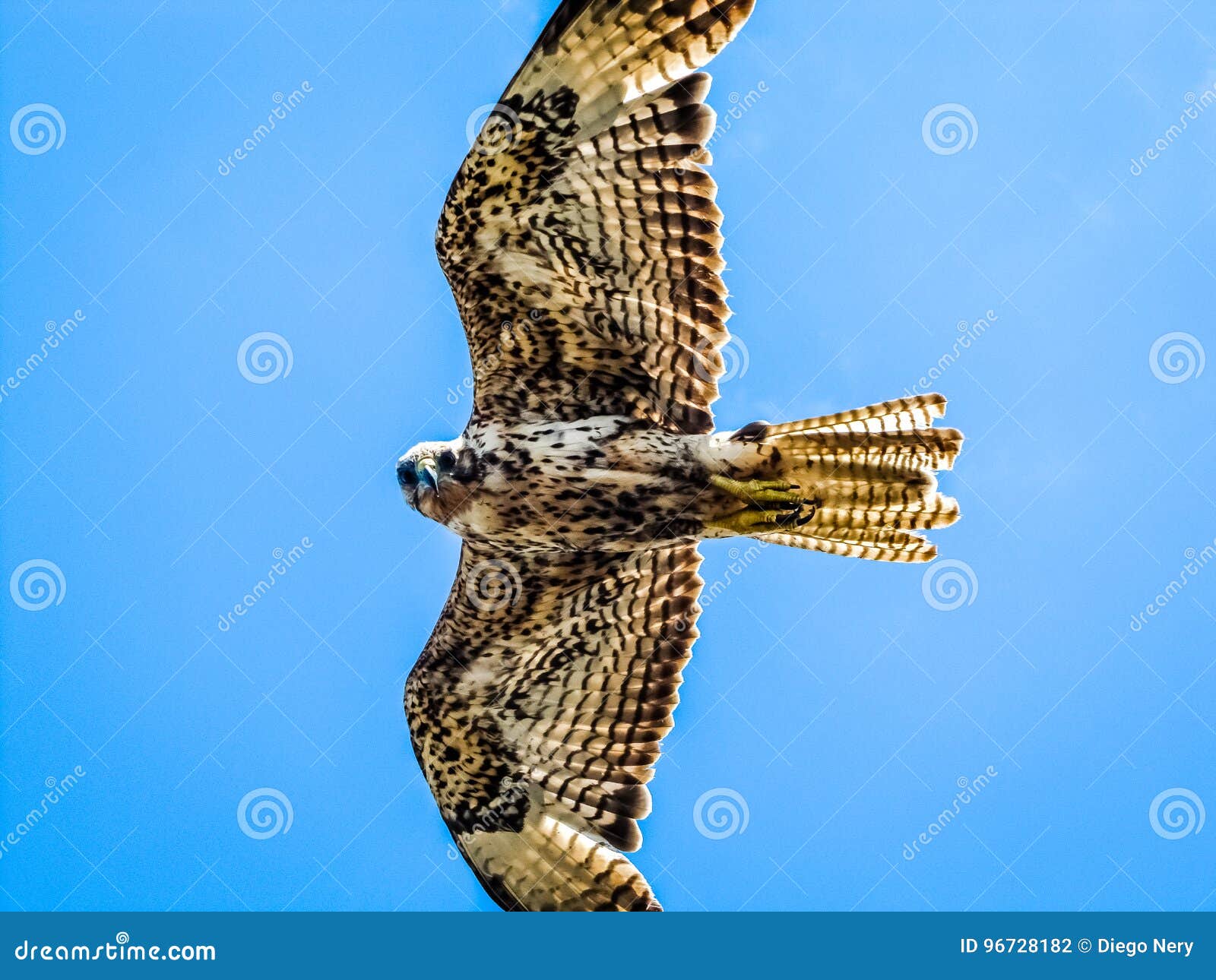 Gorgeous Hawk Flying in Galapagos Island Stock Photo - Image of island ...
