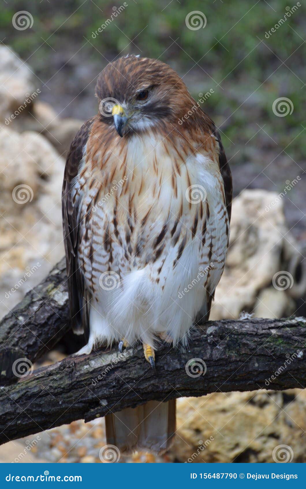 Gorgeous Hawk Sitting on a Tree Branch Stock Photo - Image of animal ...