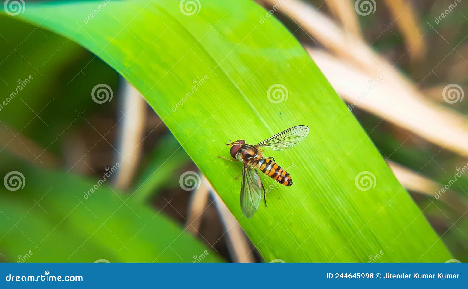Gorgeous Hover Fly and Green Leaf Stock Photo - Image of fauna ...