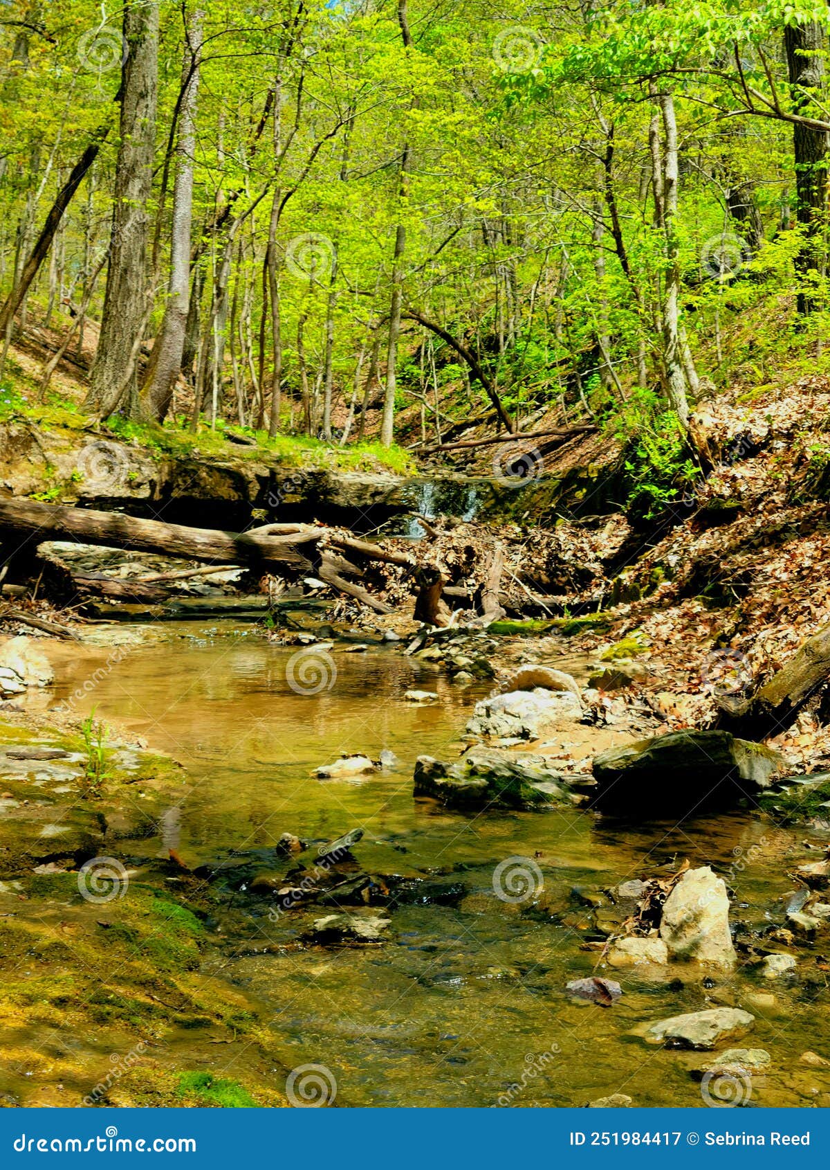 Gorgeous Image of a Small Waterfall and Creek in the Woods in the ...