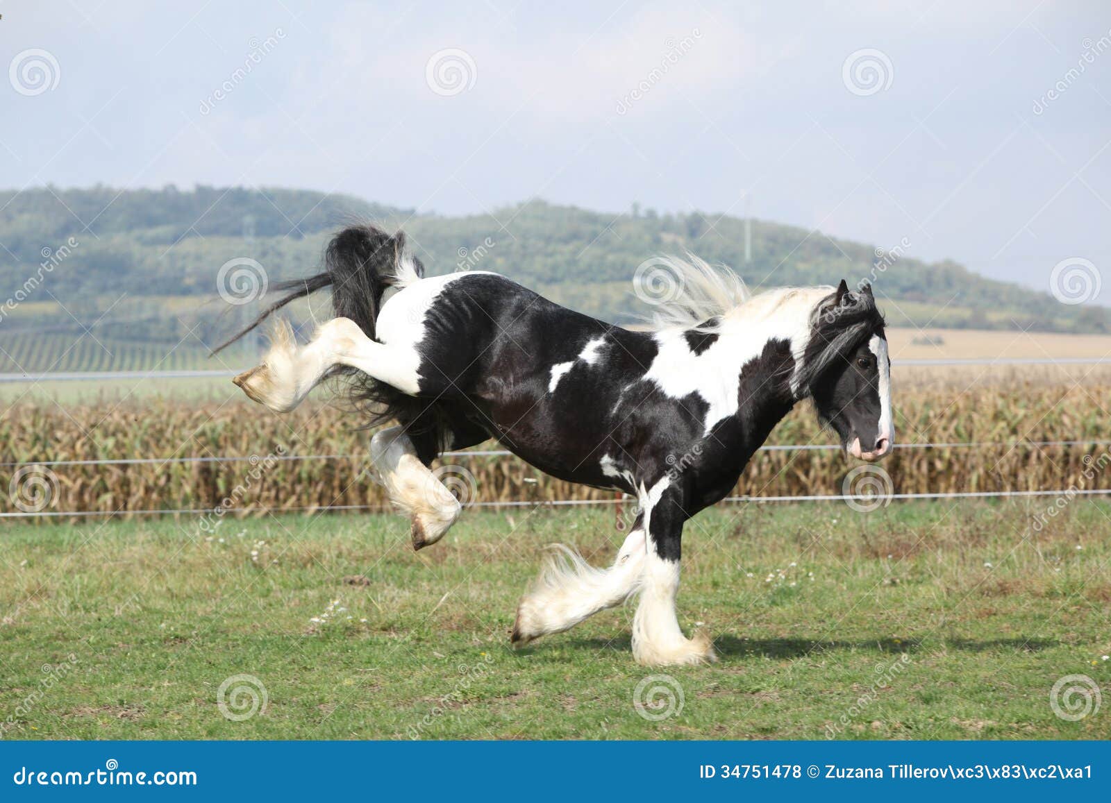 Gorgeous Irish Cob with Long Mane Jumping Stock Photo - Image of ...