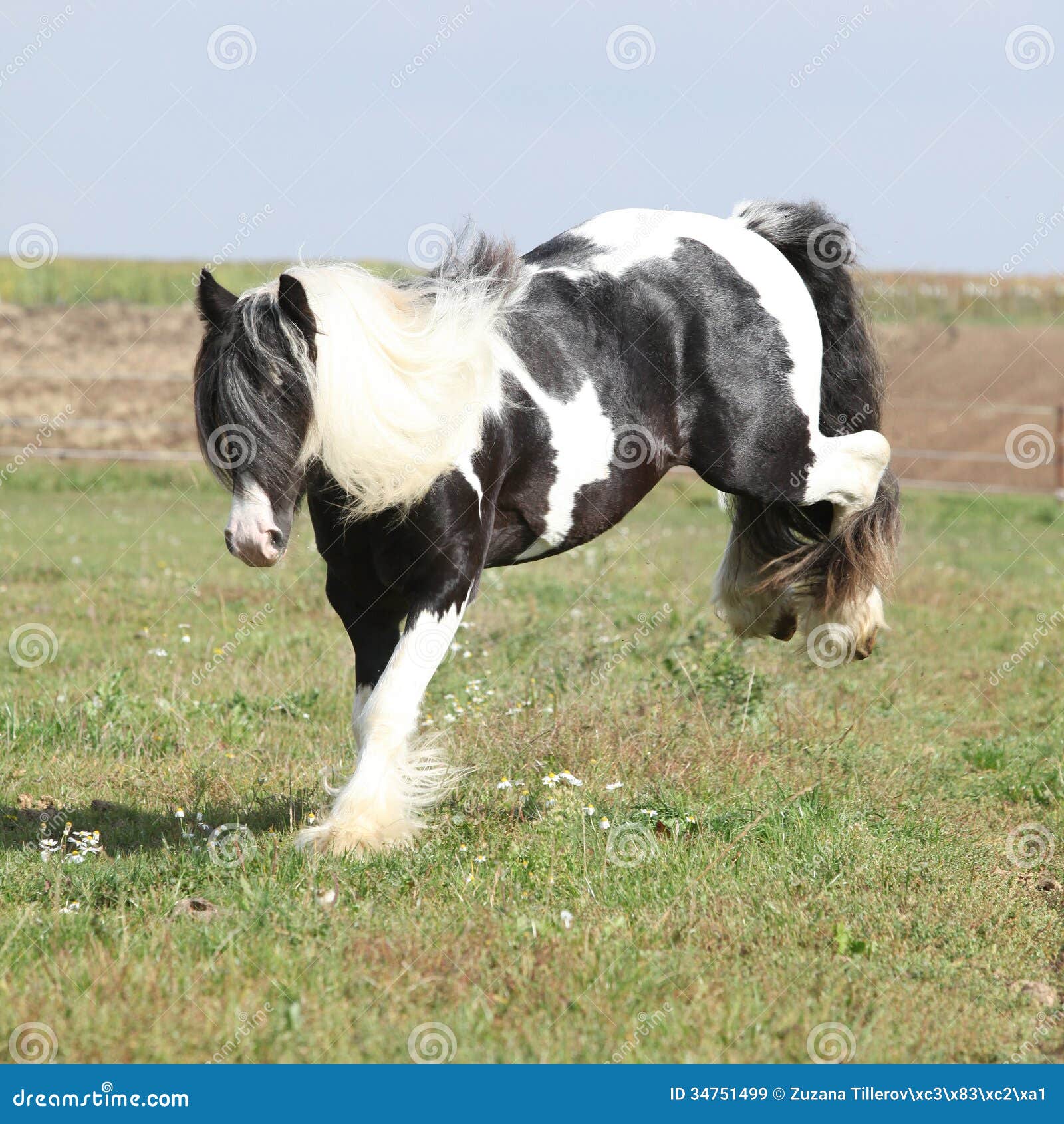 Gorgeous Irish Cob with Long Mane Jumping Stock Image - Image of irish ...