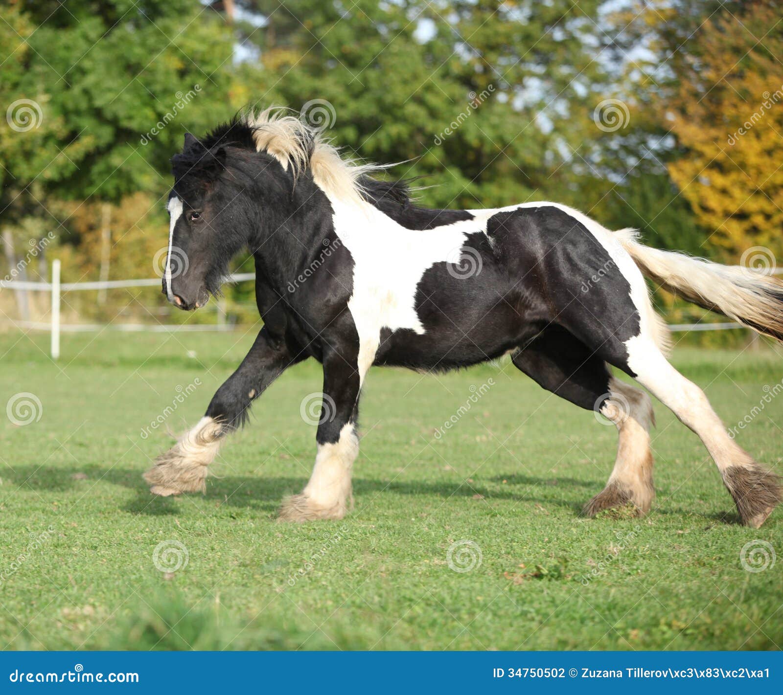Gorgeous Irish Cob Running on Pasturage Stock Photo - Image of action ...