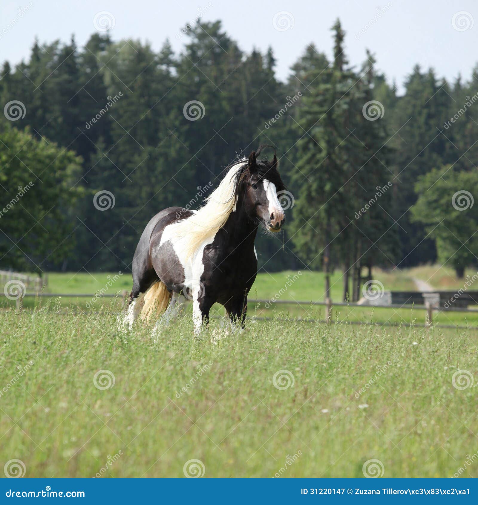 Gorgeous Irish Cob Stallion Running Stock Image - Image of outside ...