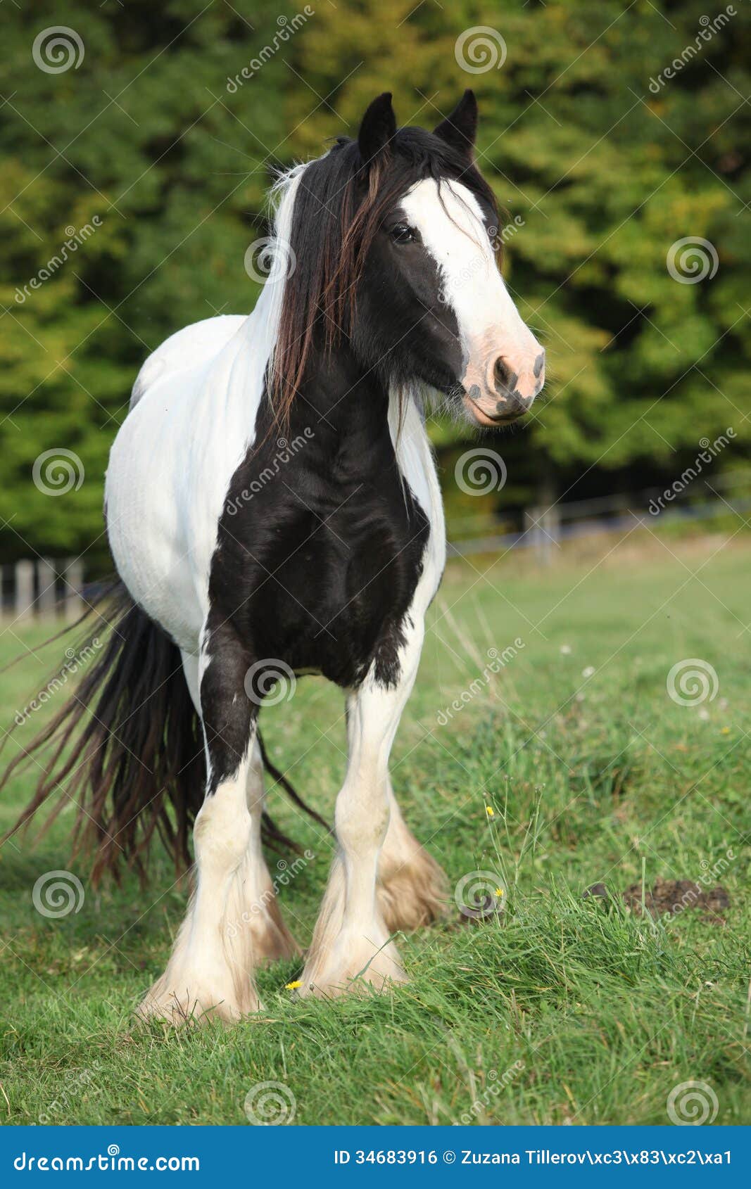 Gorgeous Irish Cob Standing on Pasture Stock Photo - Image of mane ...