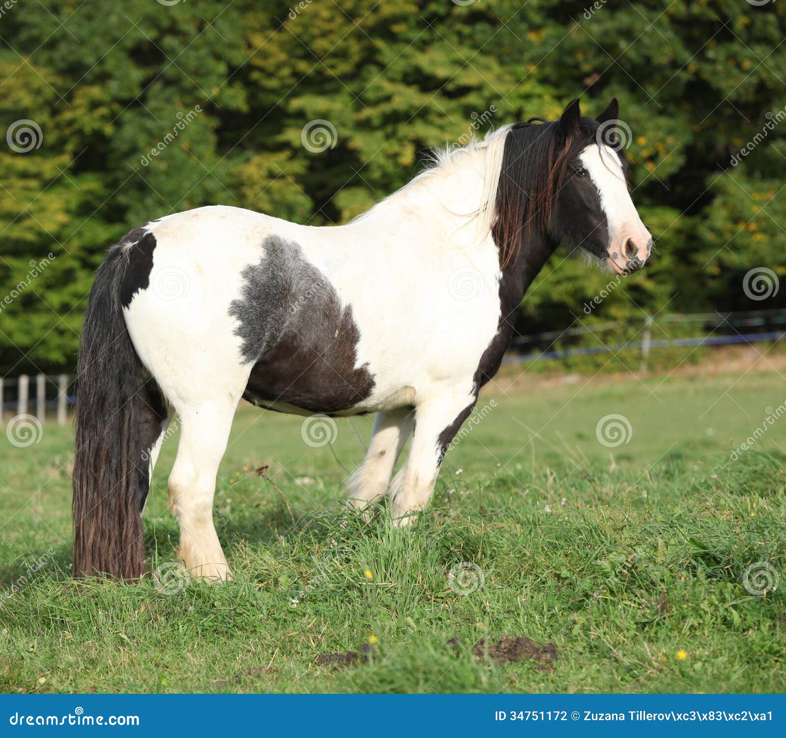Gorgeous Irish Cob Standing on Pasture Stock Photo - Image of stand ...