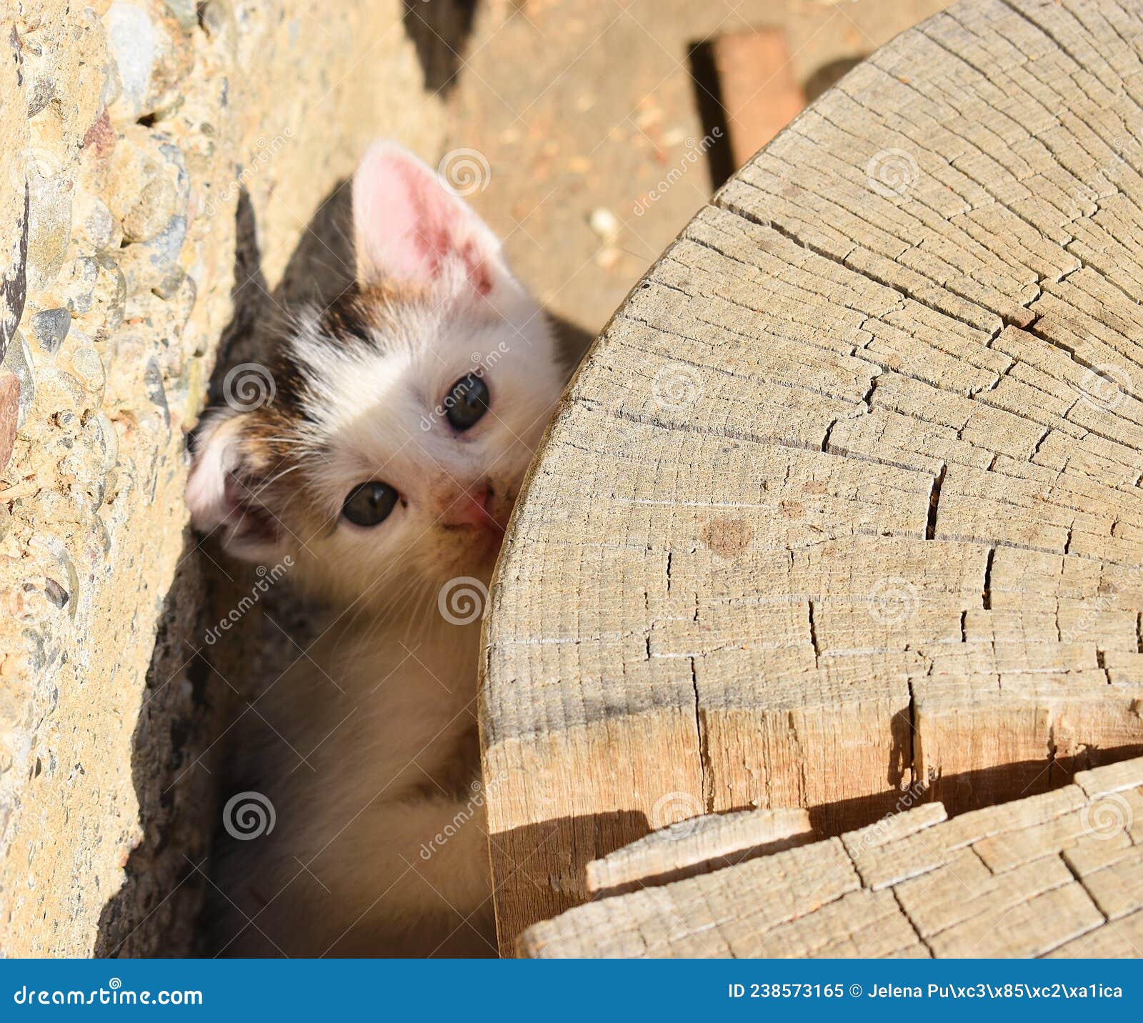 Cute kitten stock image. Image of nature, mammal, cute - 238573165