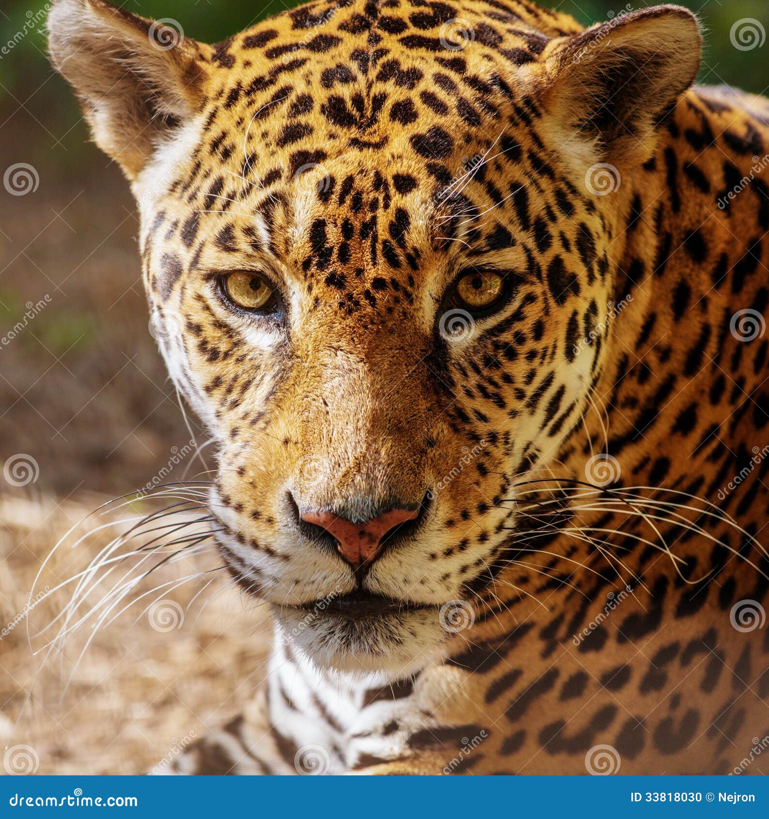 Gorgeous leopard stock photo. Image of green, portrait - 33818030