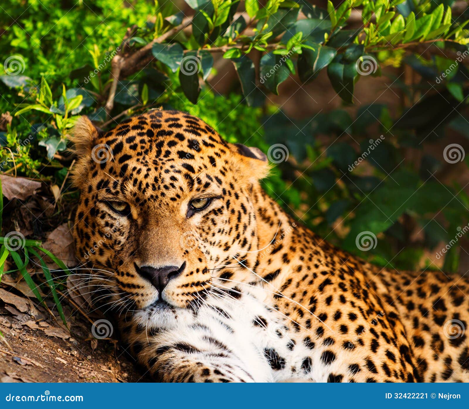 Gorgeous leopardess stock image. Image of animal, danger - 32422221