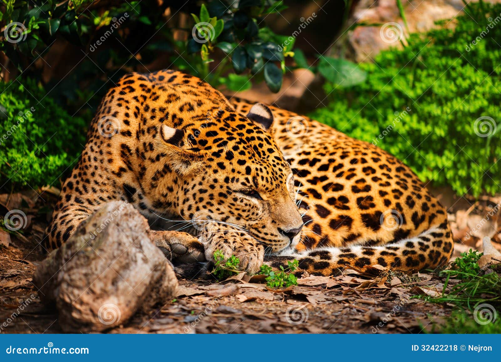 Gorgeous leopardess stock photo. Image of animal, hunter - 32422218