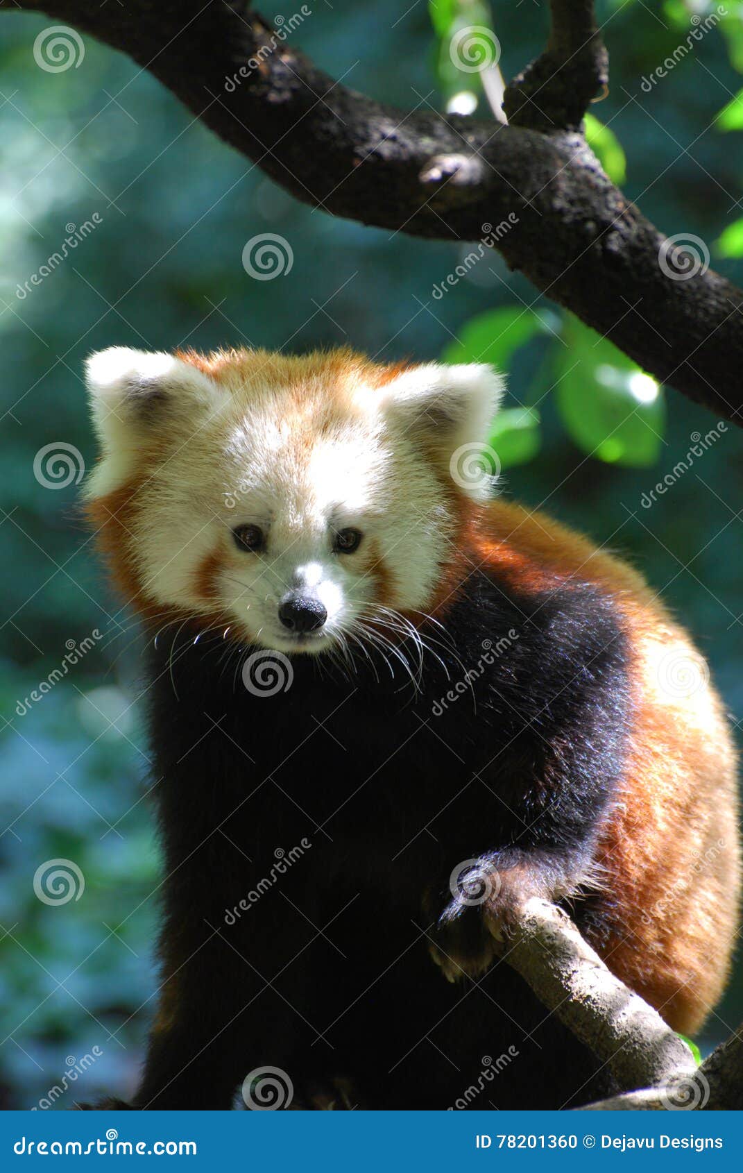 Gorgeous Lesser Panda Bear in a Tree Stock Photo - Image of wild ...
