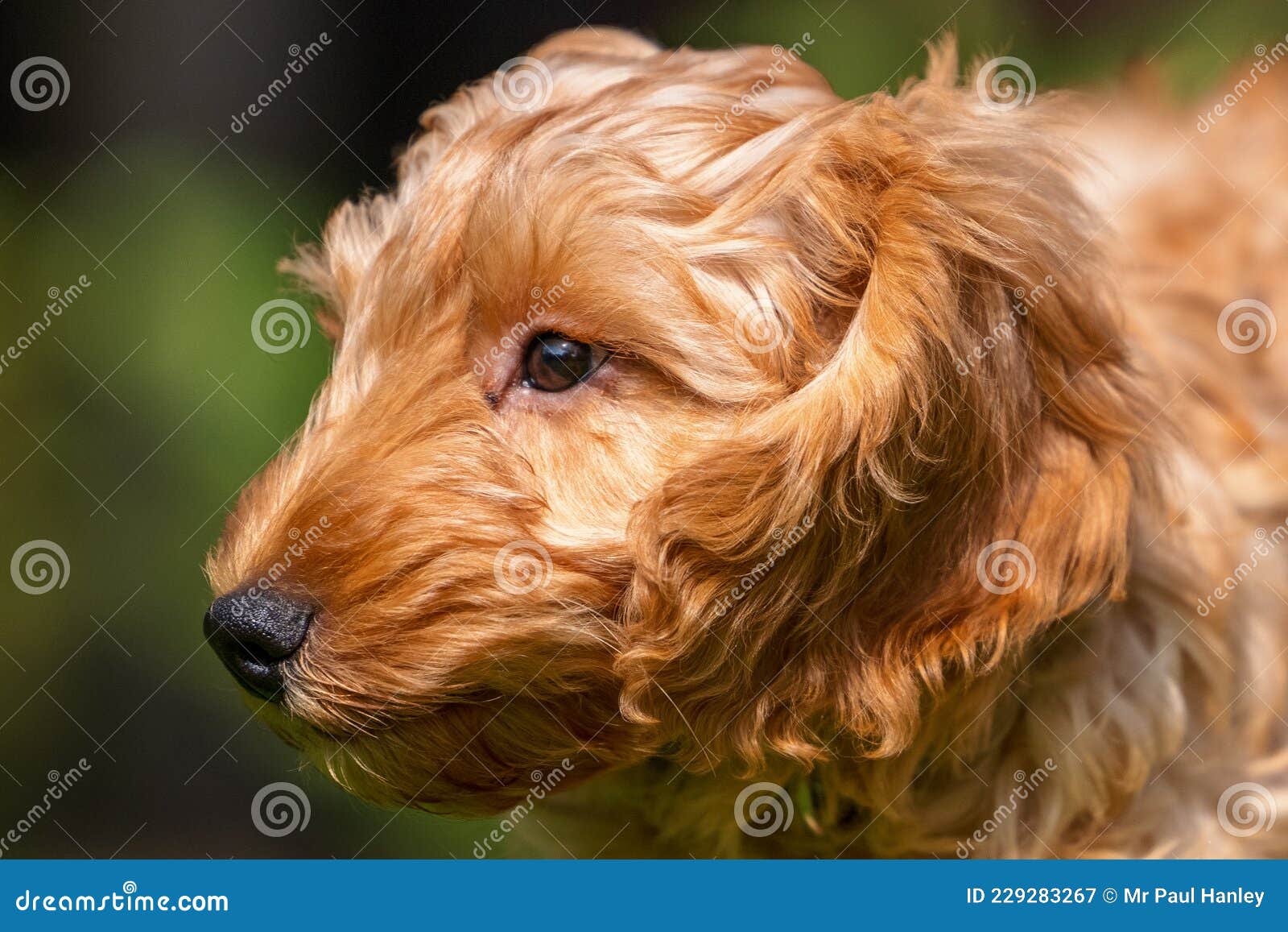 A Gorgeous Light Brown Cockapoo Puppy Stock Image - Image of eyes, cockapoos: 229283267