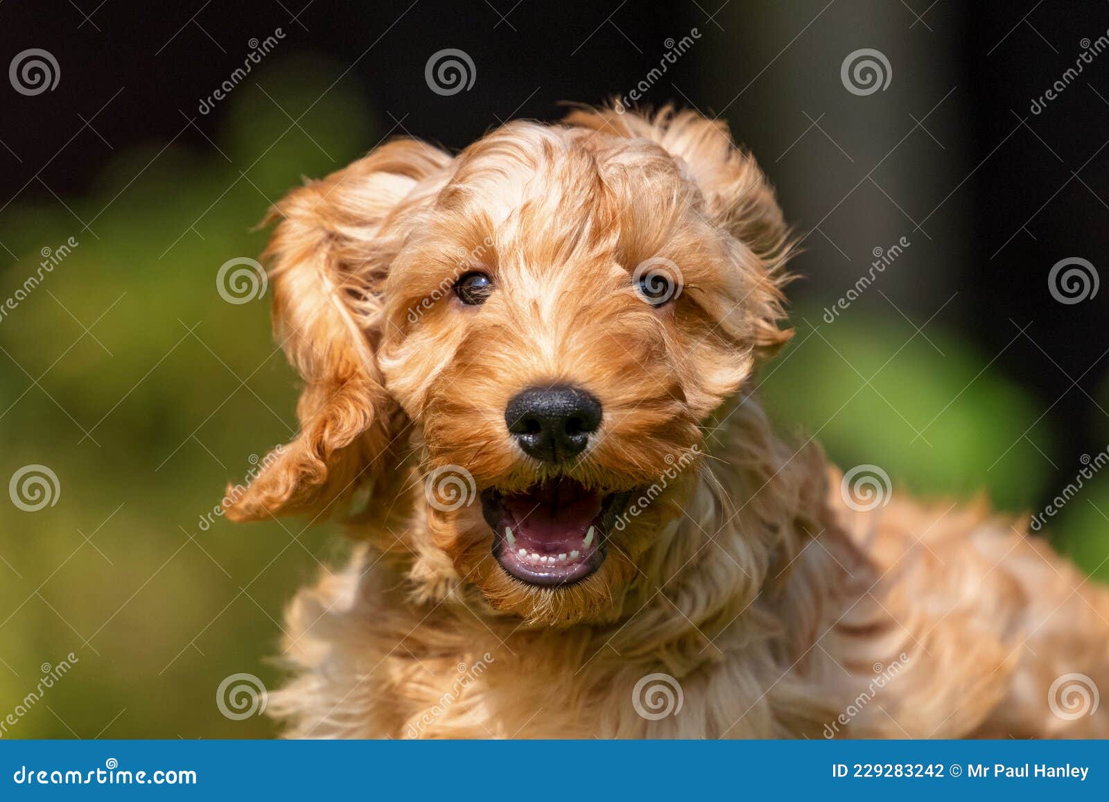 A Gorgeous Light Brown Cockapoo Puppy Smiles at the Camera Stock Photo ...