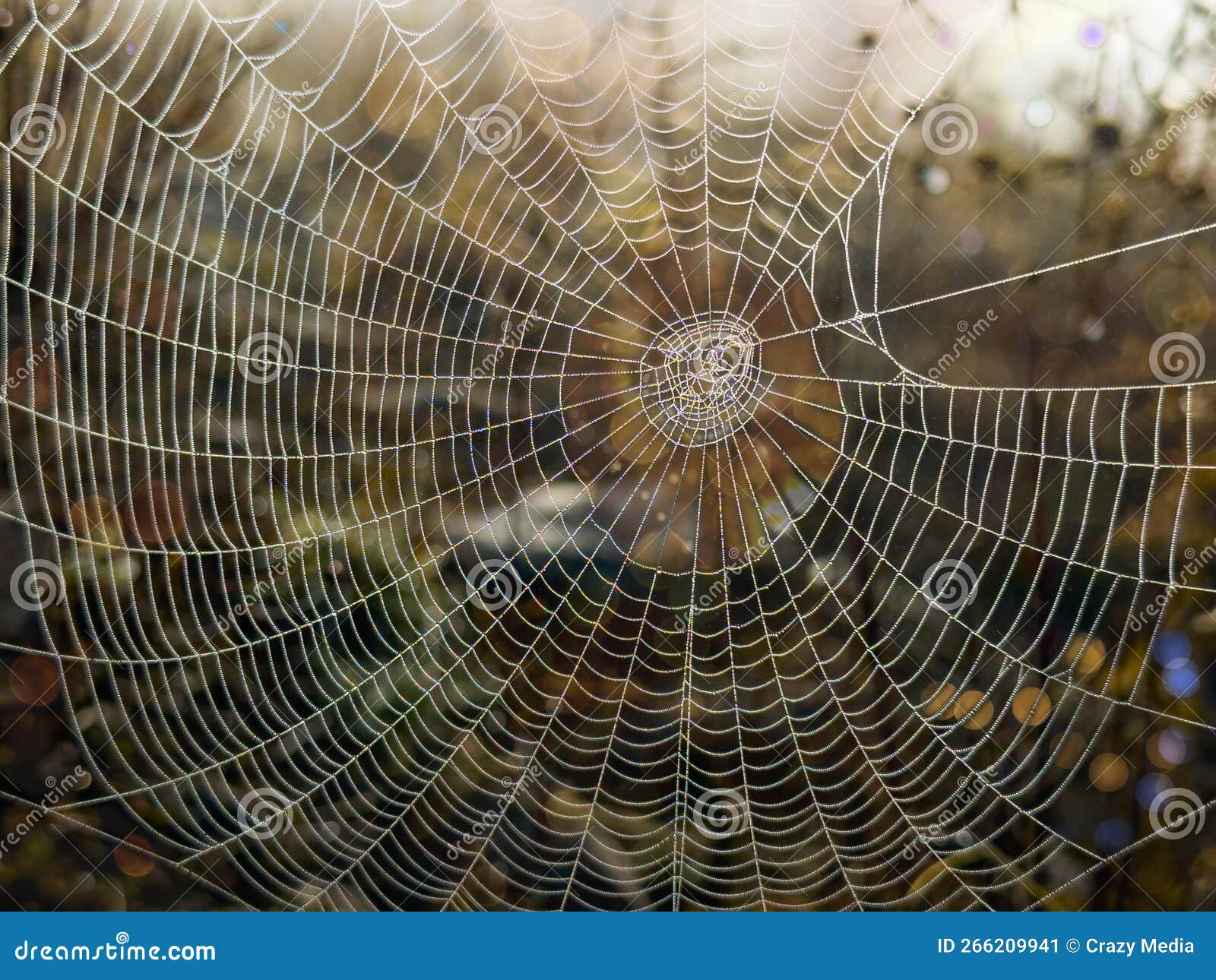 Aesthetic Spider Web with Its Wonderful Architecture and Creative ...