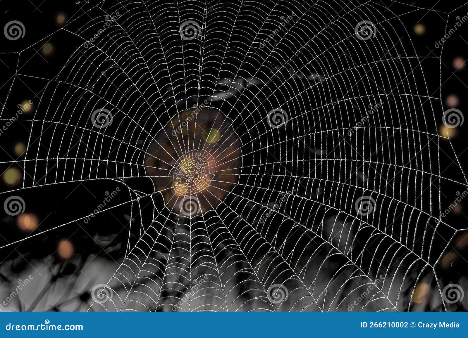 Aesthetic Spider Web with Its Wonderful Architecture and Creative ...