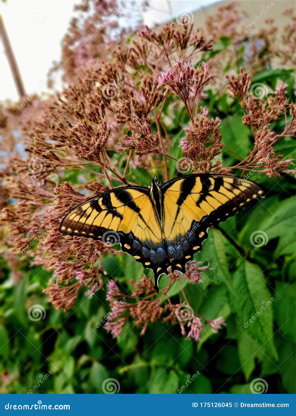 Gorgeous Monarch Butterfly Fully Spread Wings Stock Image - Image of ...
