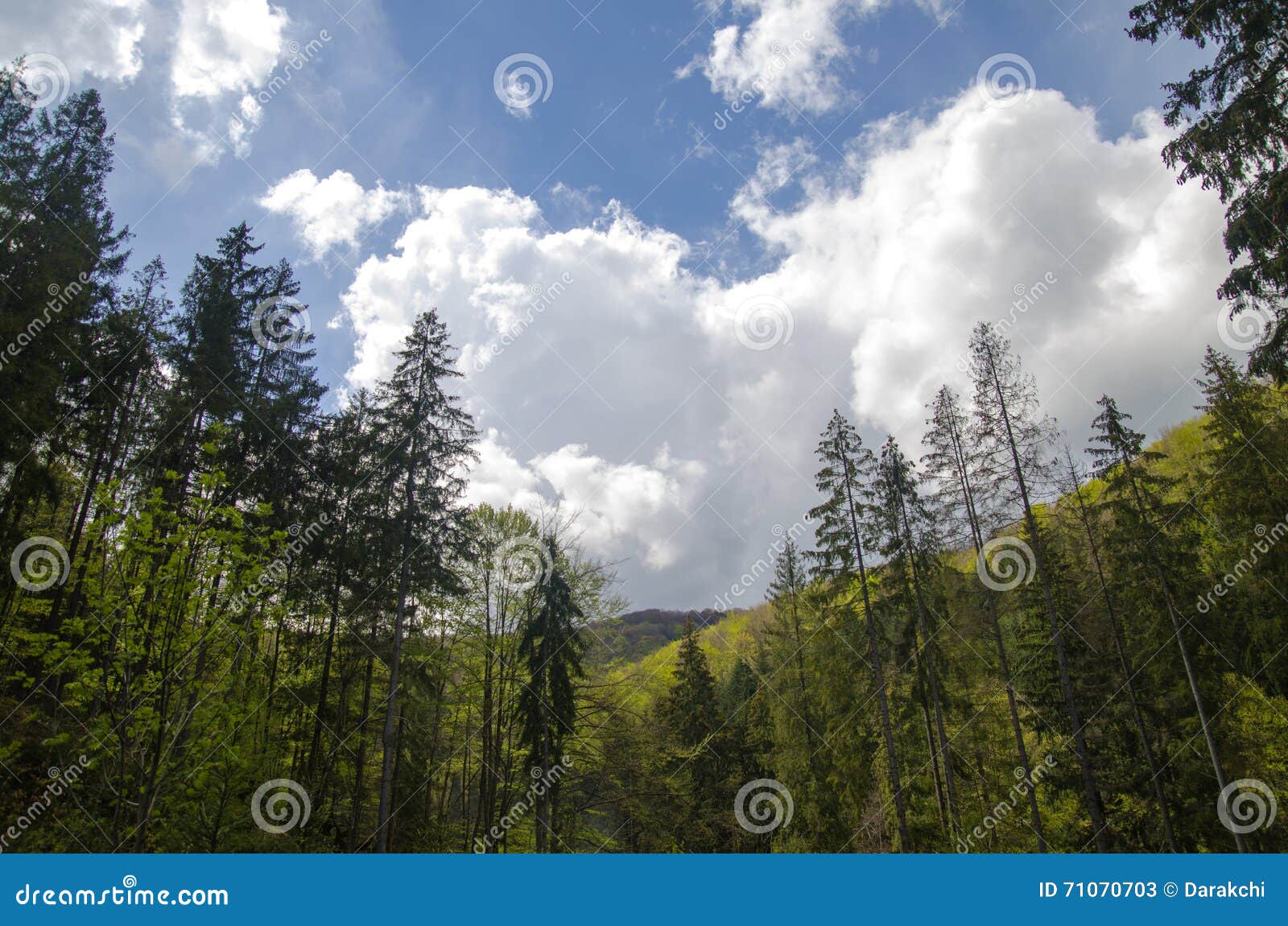 Gorgeous Mountain Forest Under Deep Blue Summer Sky Stock Image - Image ...