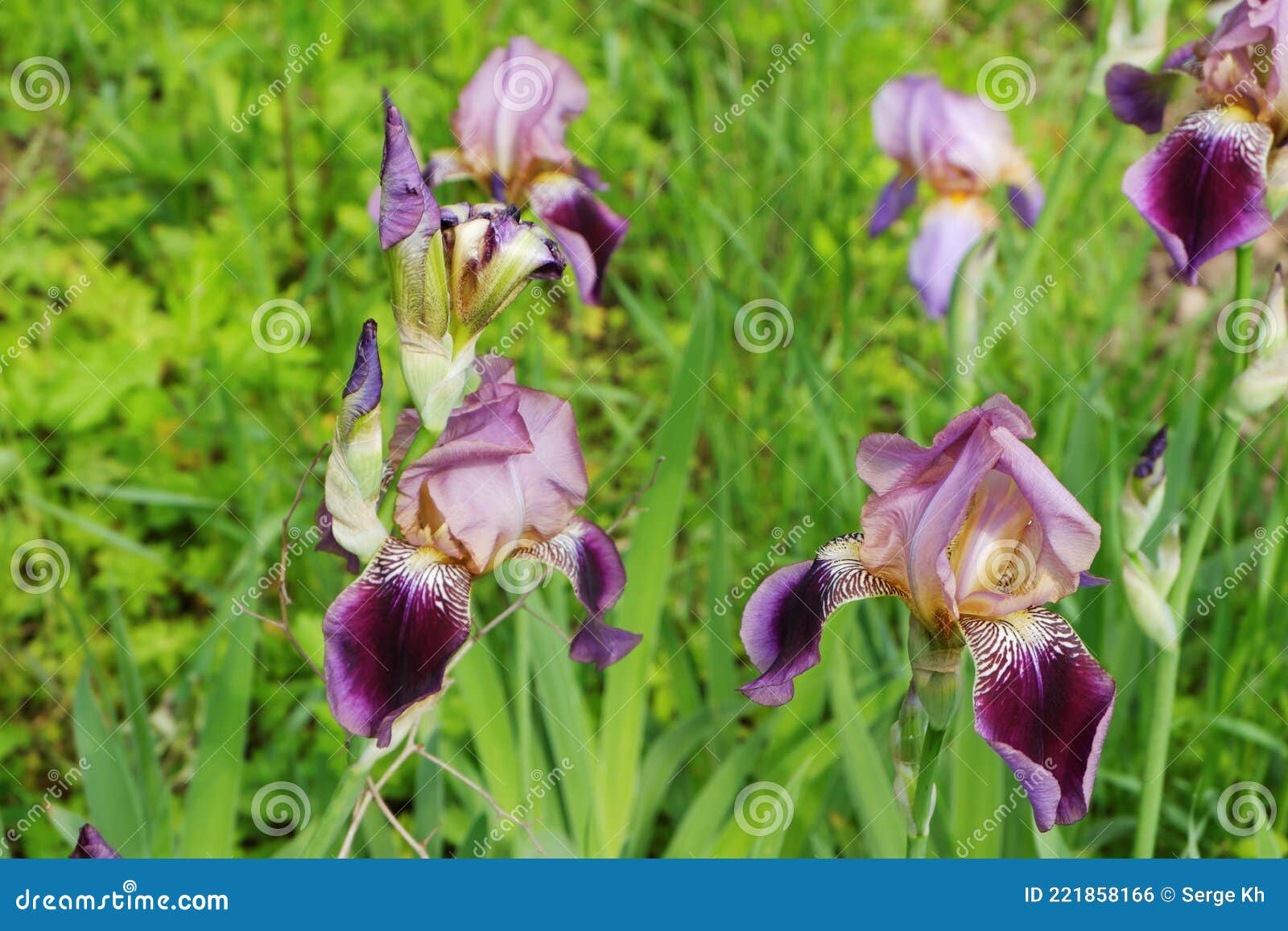A Gorgeous Multi-colored Iris Flower in Purple Tones on a Flower Bed in ...