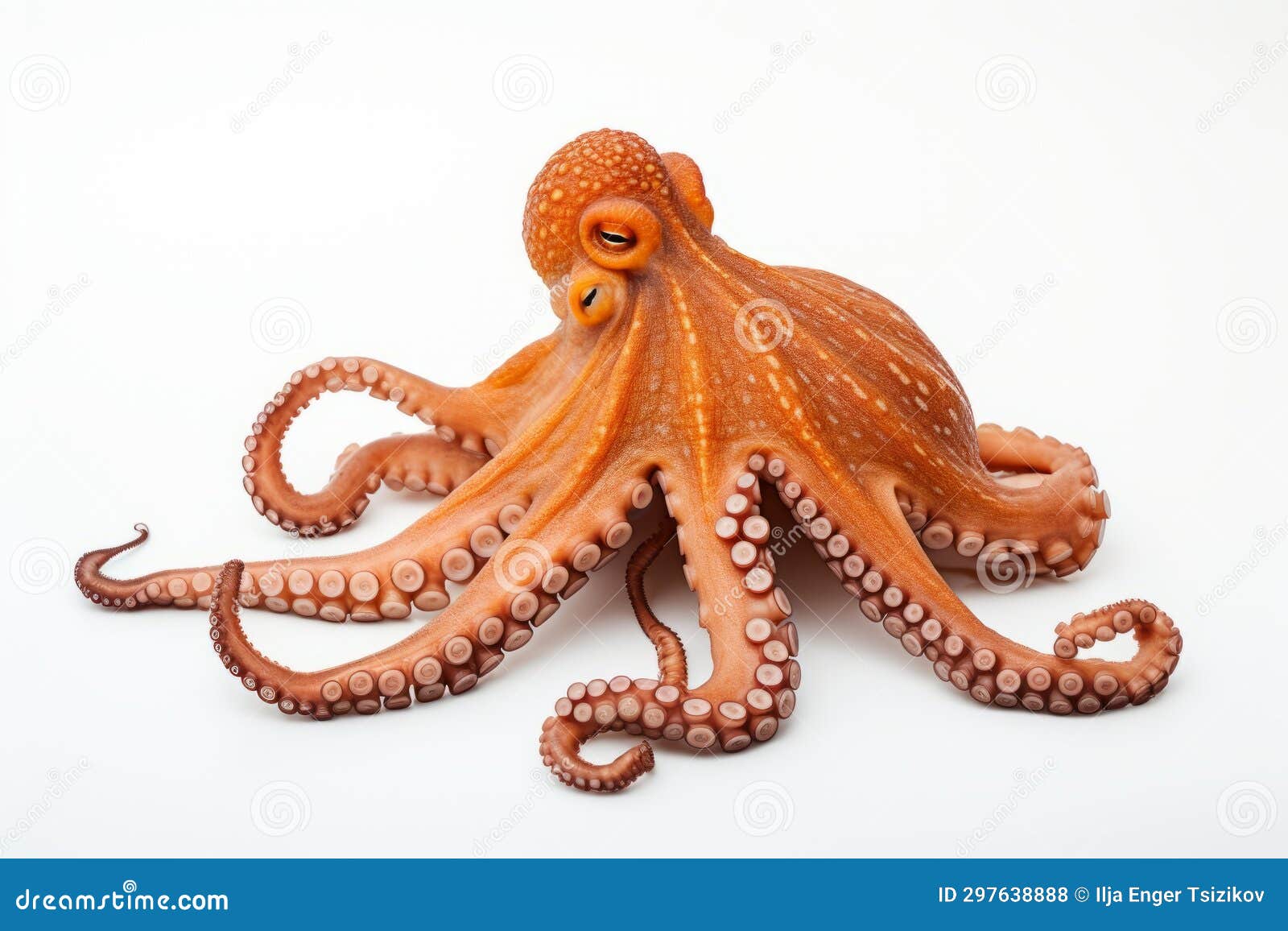 Gorgeous Octopus with Tentacles Floating in the Ocean Against a Clean ...