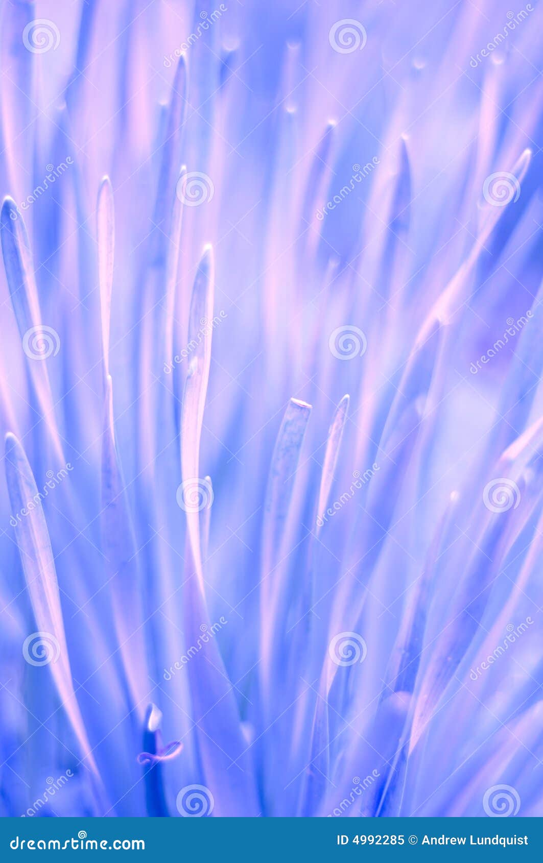 Gorgeous Organic Purple Background Stock Image - Image of leaves ...