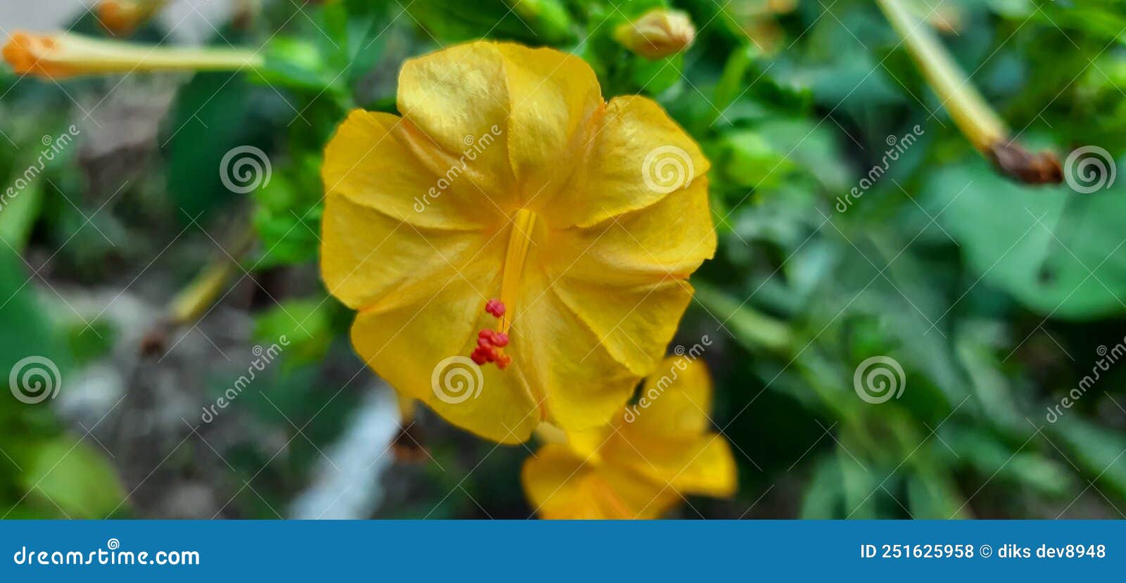 Gorgeous pale flower stock photo. Image of pale, wildflower - 251625958