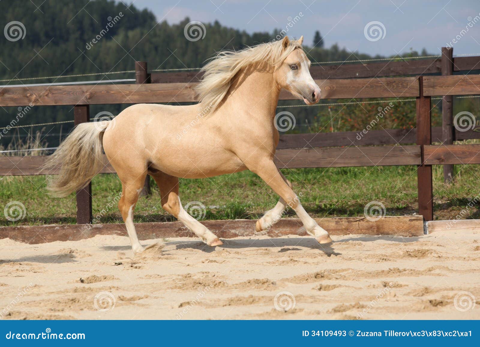 Gorgeous Palomino Stallion Running Stock Image - Image of stallion ...