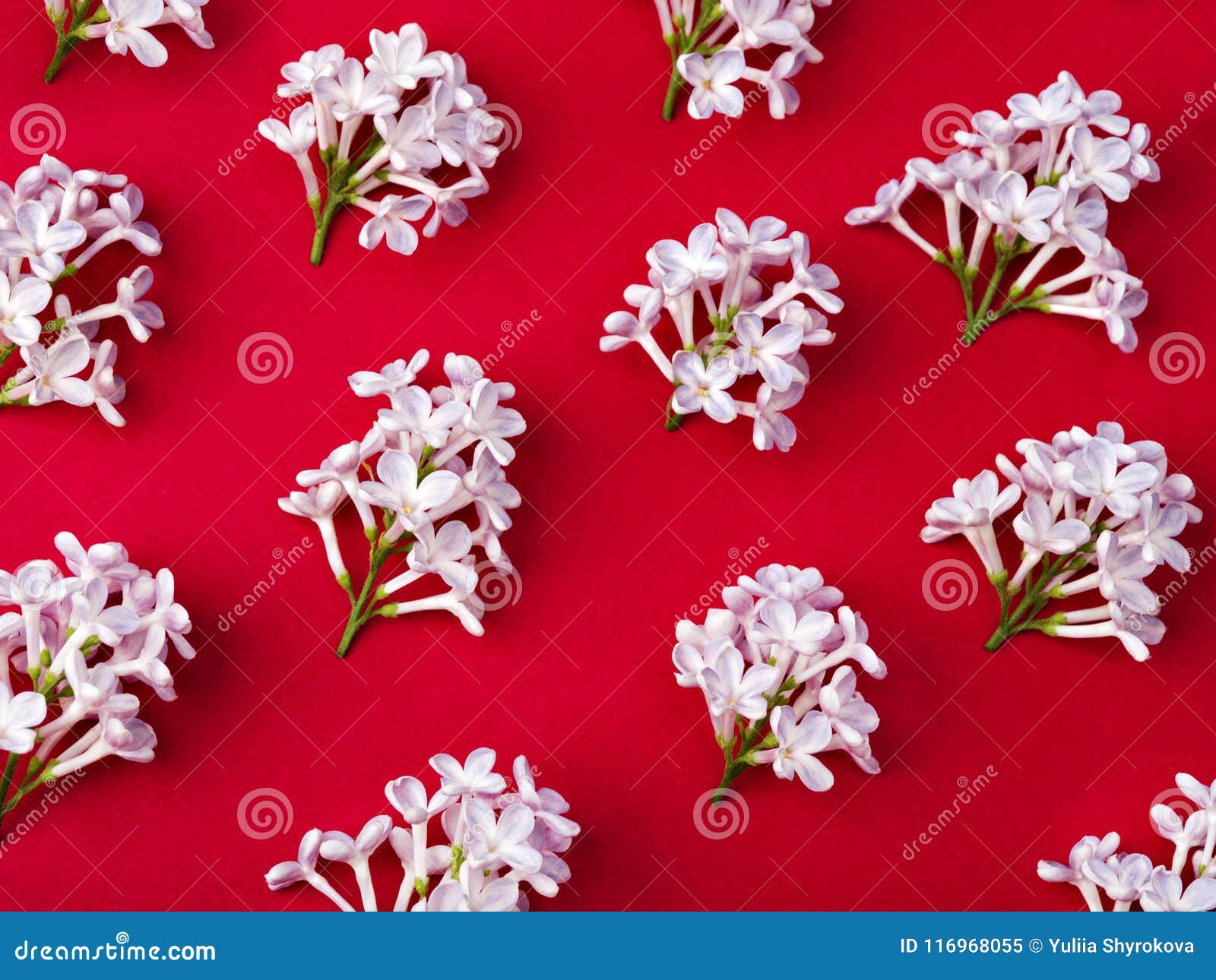 Gorgeous Pattern of White Lilacs. Stock Image - Image of beauty, bright ...