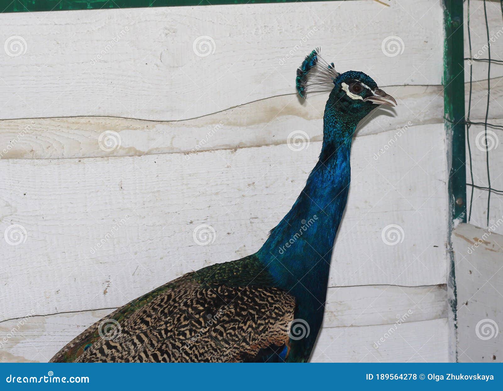 Gorgeous Peacock. the Bird is Locked Up Stock Photo - Image of ...