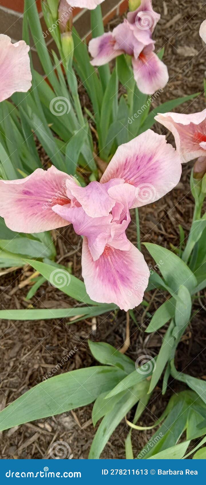 Gorgeous pink iris stock image. Image of lily, organ - 278211613