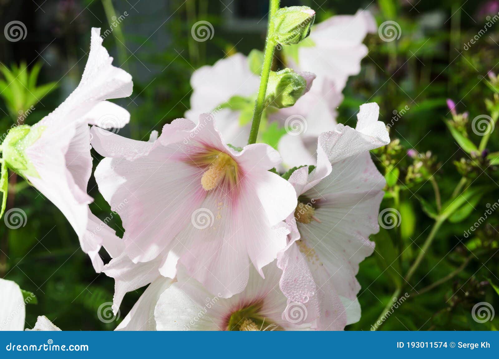 Gorgeous Pink Mallow Flowers with Dewdrops Close-up Stock Photo - Image ...