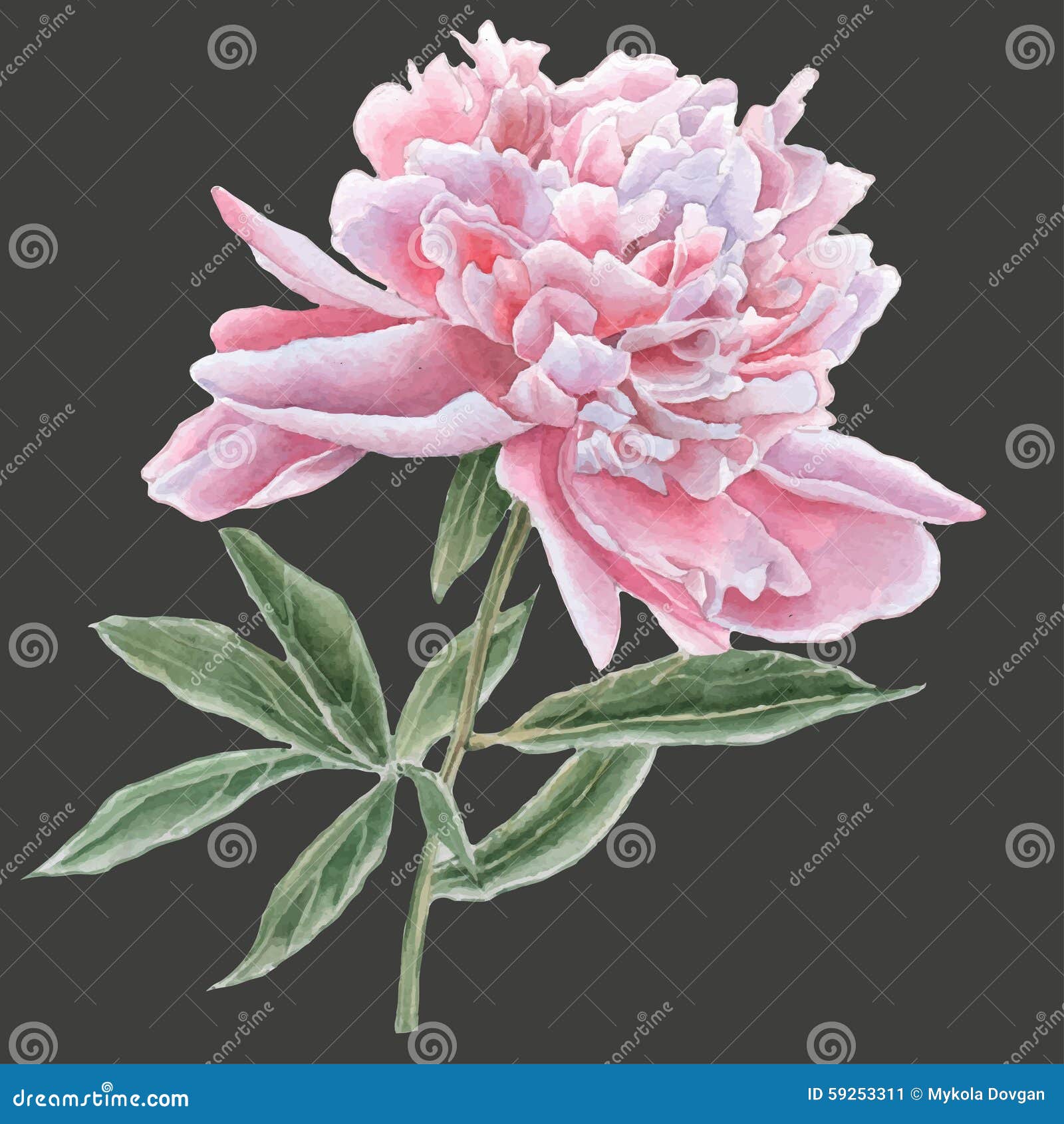 Gorgeous pink peony. stock illustration. Illustration of elegant - 59253311