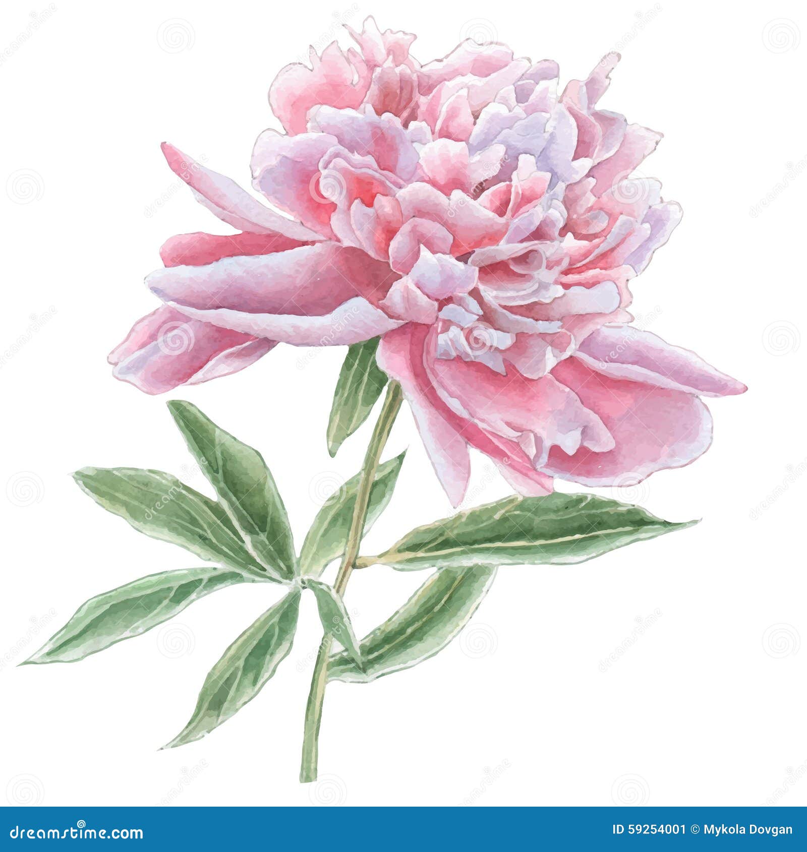 Gorgeous pink peony. stock illustration. Illustration of drawing - 59254001